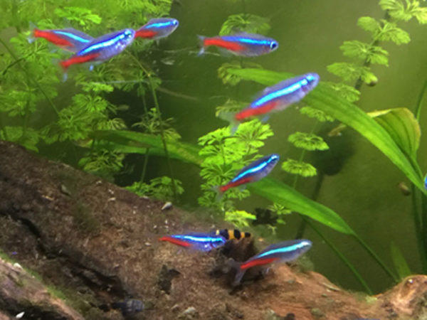 poisson néon bleu - Tetra néon - (Paracheirodon innesi)