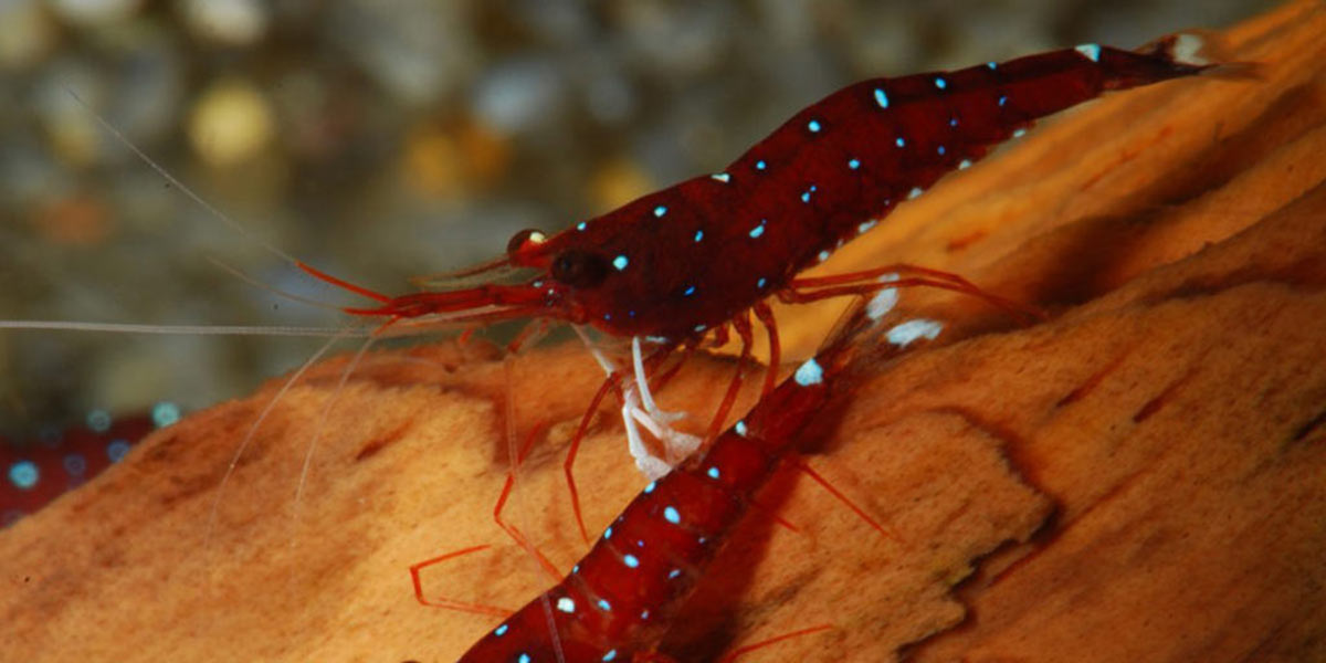 Crevette Cardinal