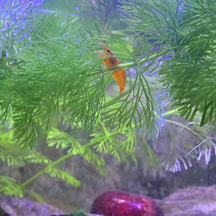 crevette Davidi Orange - Crevette Aquarium