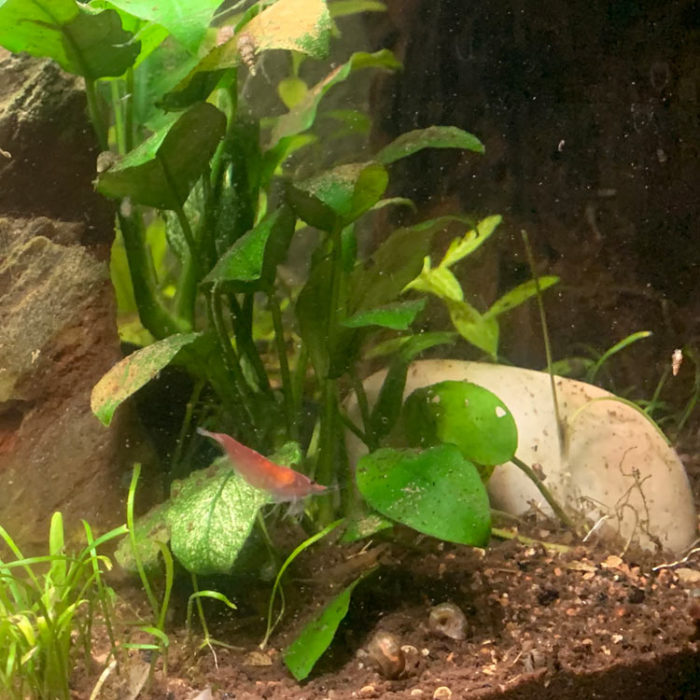 Crevette Davidi red cherry - Crevette Aquarium