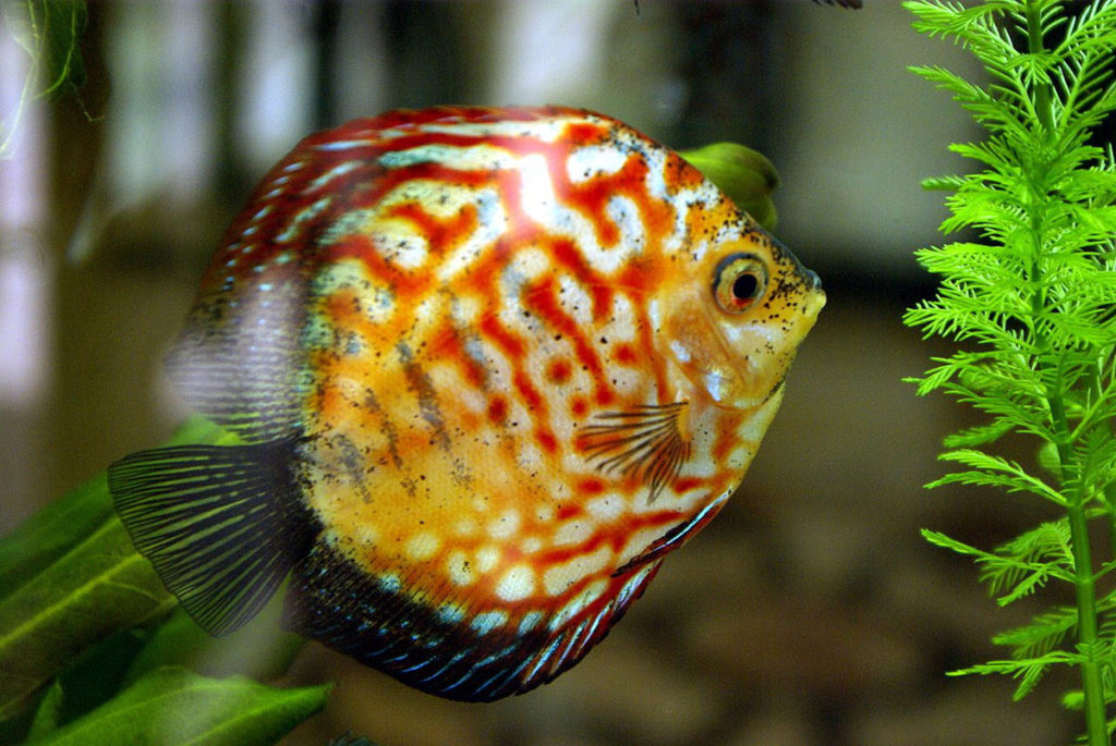 Discus - Magnifique poisson en forme de disque