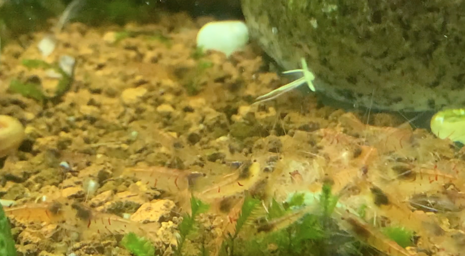 Crevette Zébrée - Caridina cantonensis Tiger