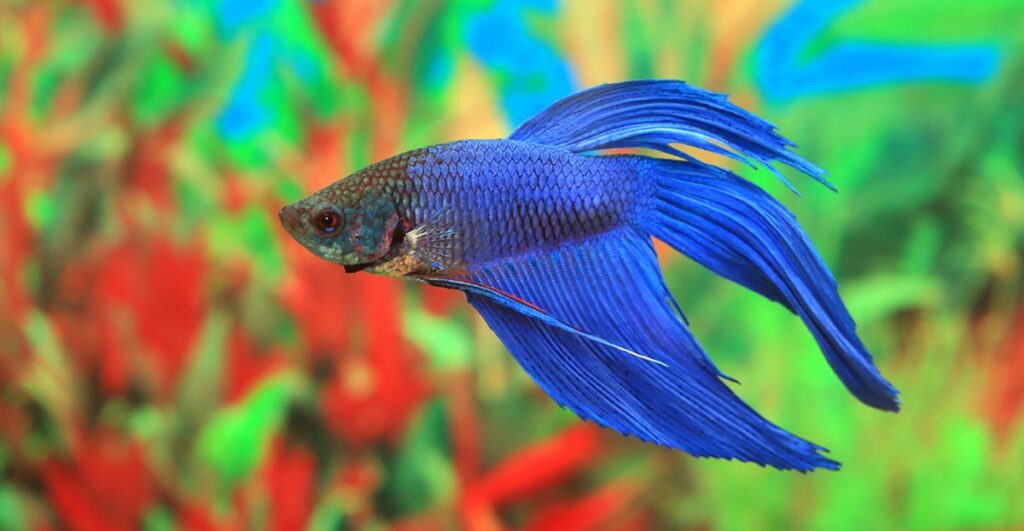 Les différents poissons Combattants et leur maintenance