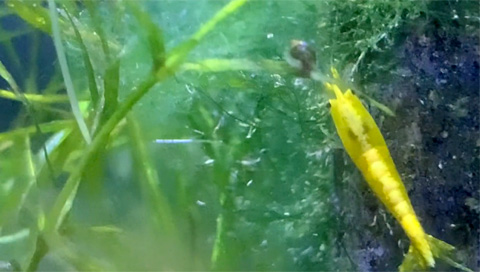 Crevette jaune pour aquarium - Crevette Aquarium