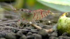 Crevette Zébrée - Caridina cantonensis Tiger