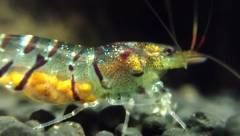 Crevette Zébrée - Caridina cantonensis Tiger