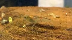 Crevette Zébrée - Caridina cantonensis Tiger